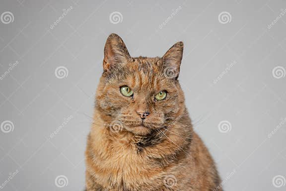 Orange Grumpy Cat with a White Background Stock Photo - Image of face ...