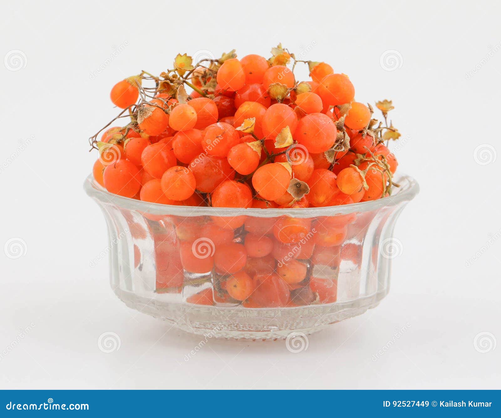 Orange gumberry stock image. Image of bird, color, cultivation - 92527449