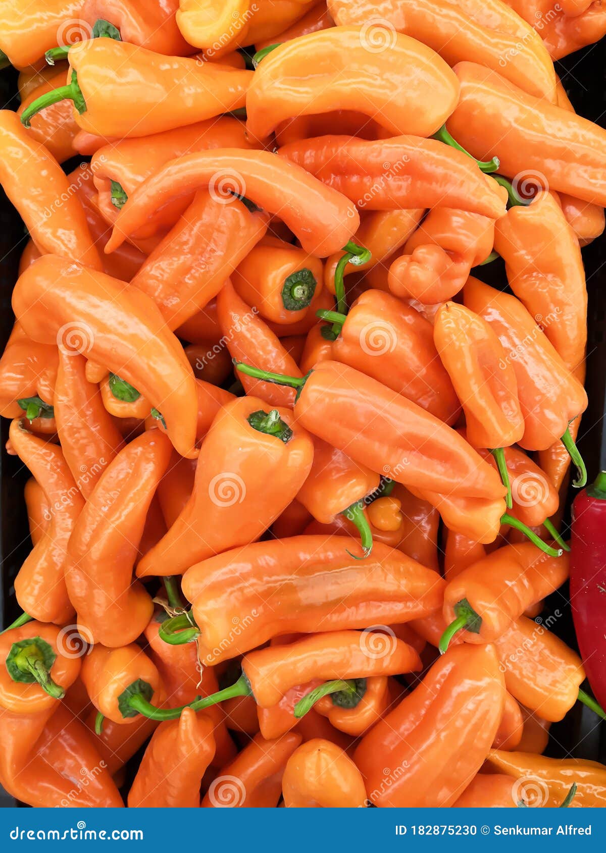 Orange Habanero Chilli Pepper Stock Photo - Image of peppers ...