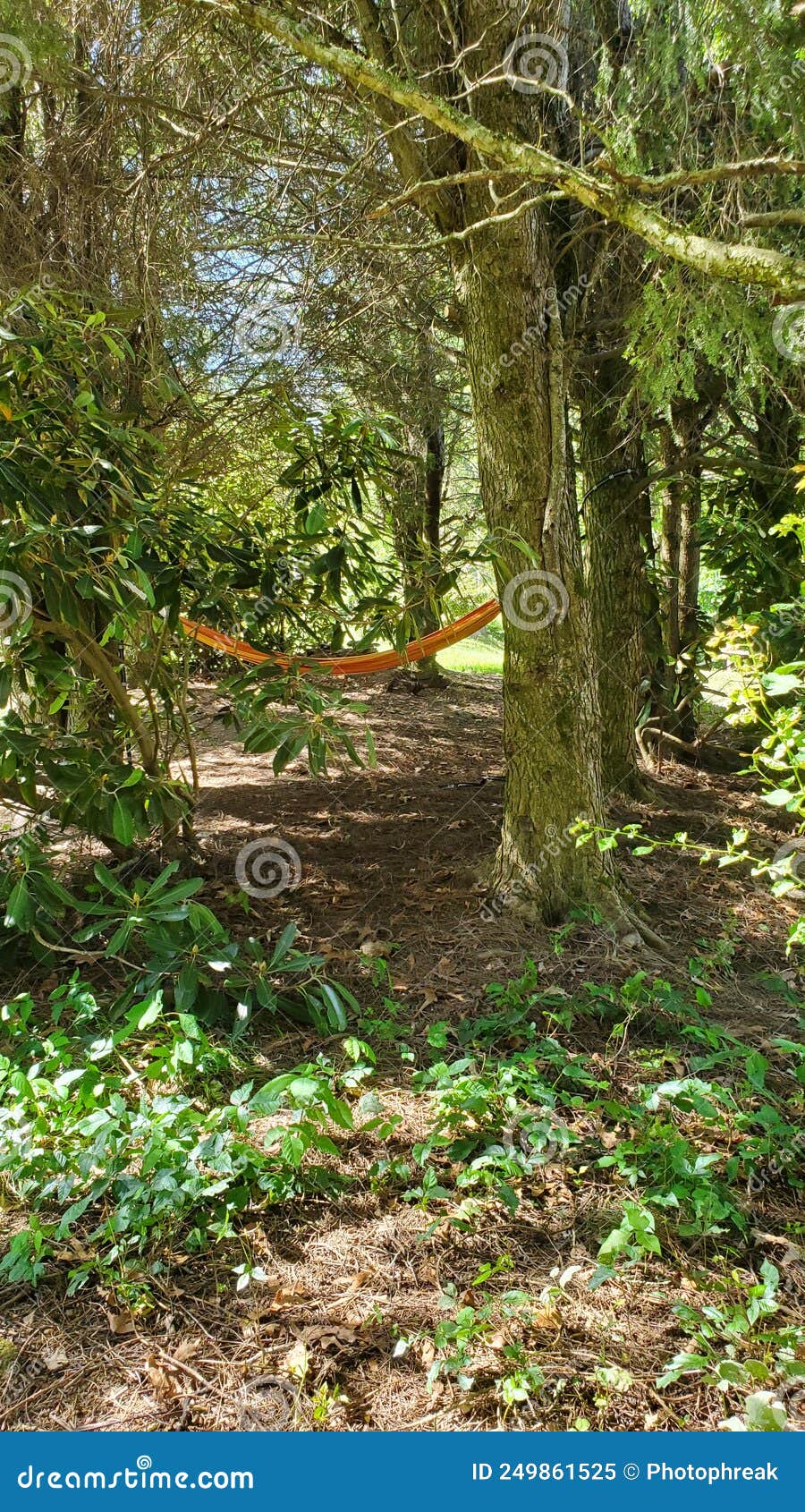 Orange Hammock in the Trees in the Woods Stock Image - Image of plant ...