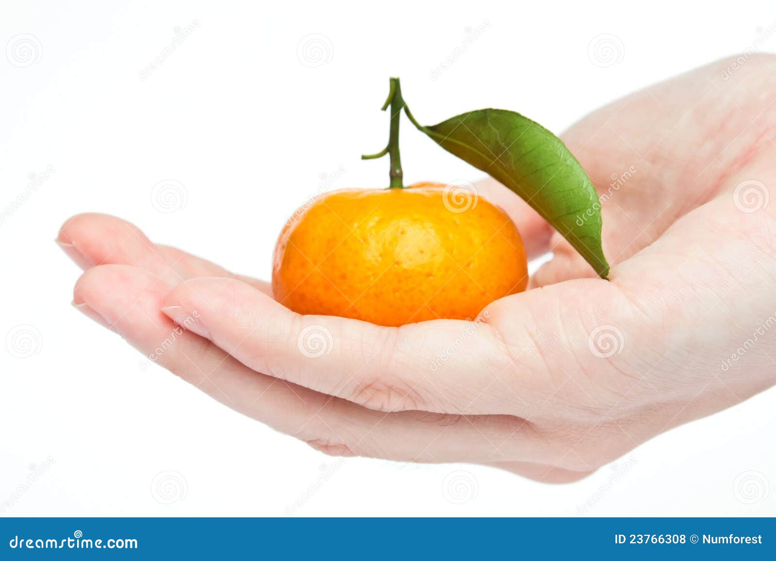 Orange an Hand stockfoto. Bild von diät, relax, gesundheit - 23766308