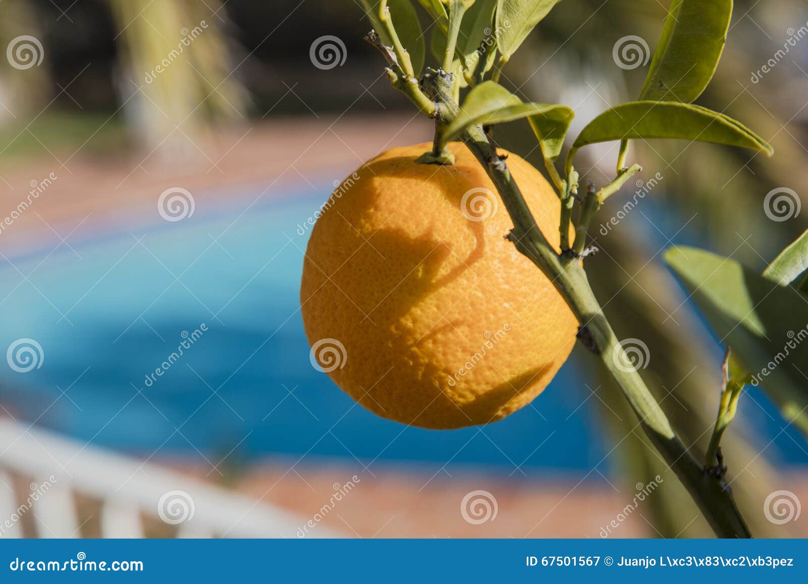 Orange Hanging from an Orange Tree Stock Image - Image of background ...