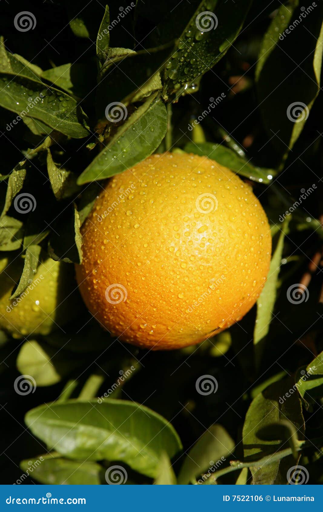 Orange hanging from a tree stock photo. Image of produce - 7522106