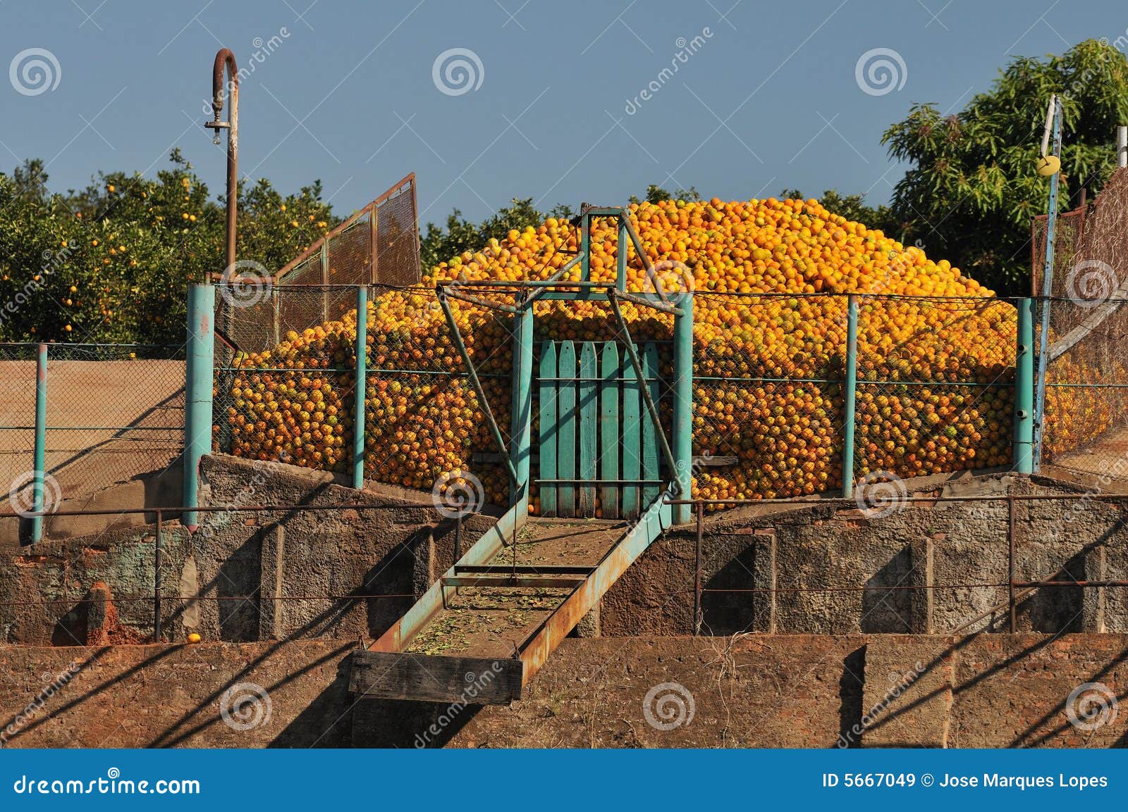 Orange harvest stock image. Image of food, crop, harvest - 5667049