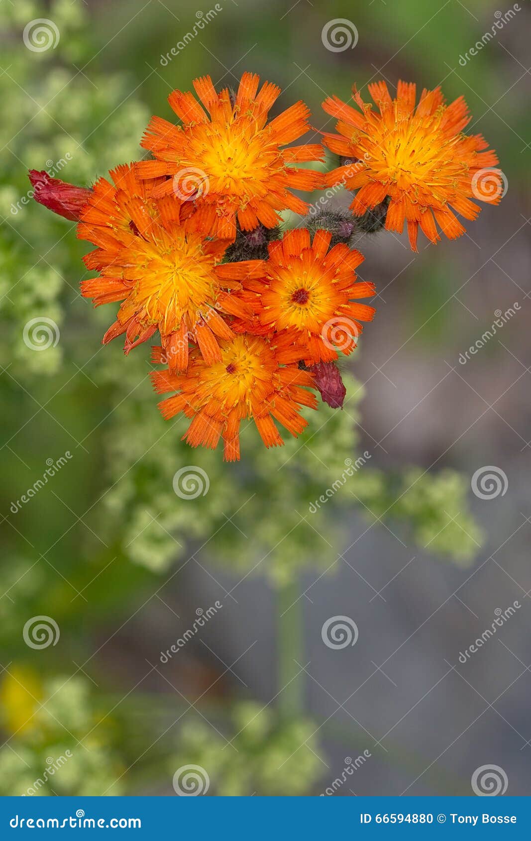 Orange Hawkweed stock photo. Image of floral, pastures - 66594880