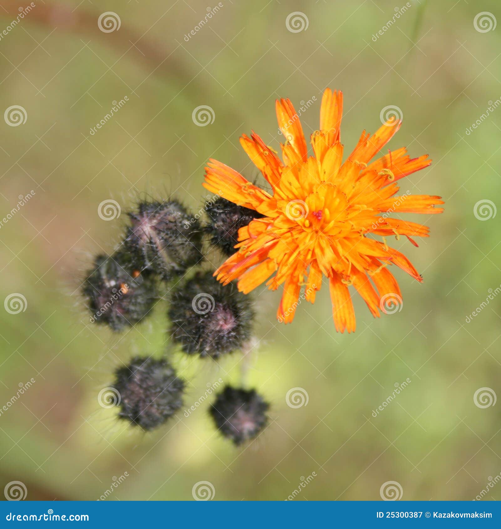 Orange Hawkweed flowers stock image. Image of hawkweed - 25300387