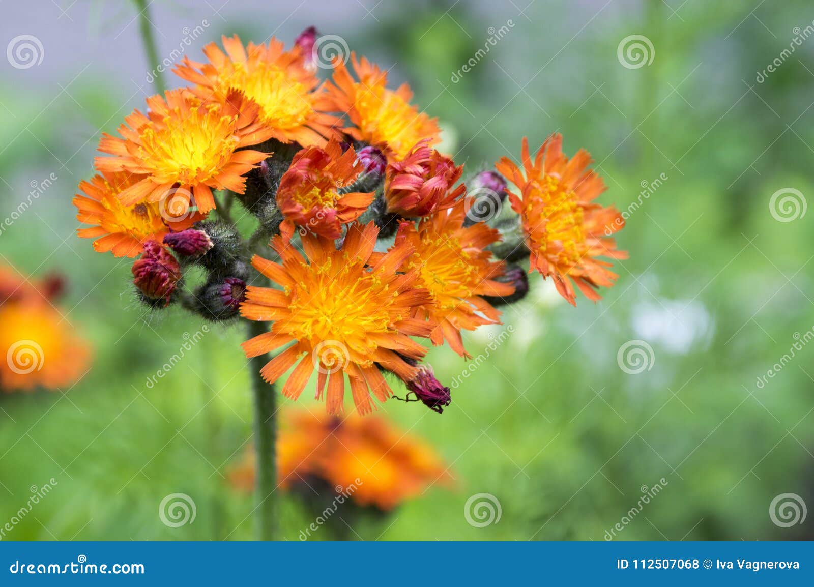 Orange Hawkweed Flowers in Bloom Stock Photo - Image of bloom, group ...