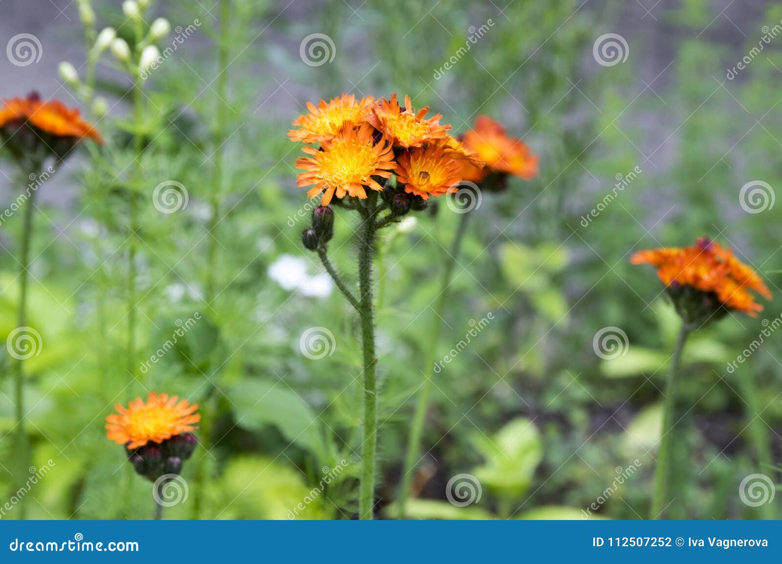 Orange Hawkweed Flowers in Bloom Stock Photo - Image of botanical ...