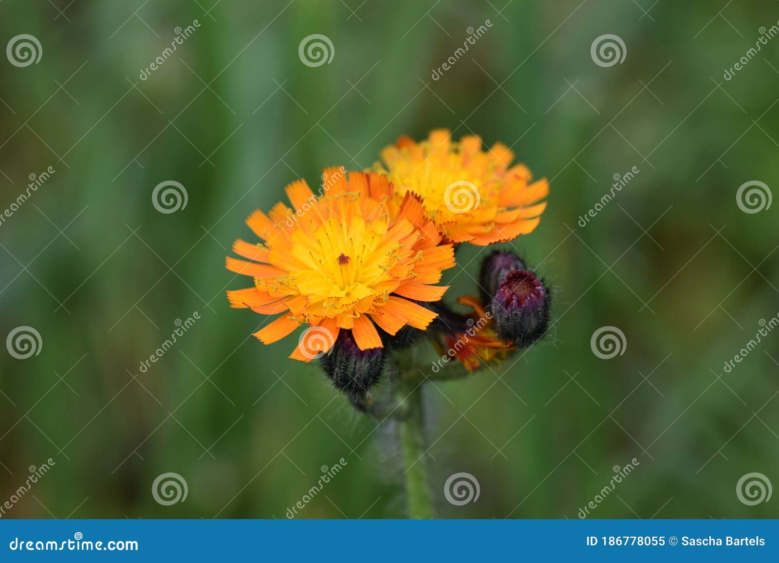 Orange hawkweed flowers stock image. Image of sunflower - 186778055