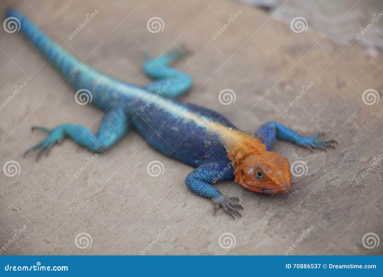 Orange Headed Agama Lizard stock image. Image of safari - 70886537