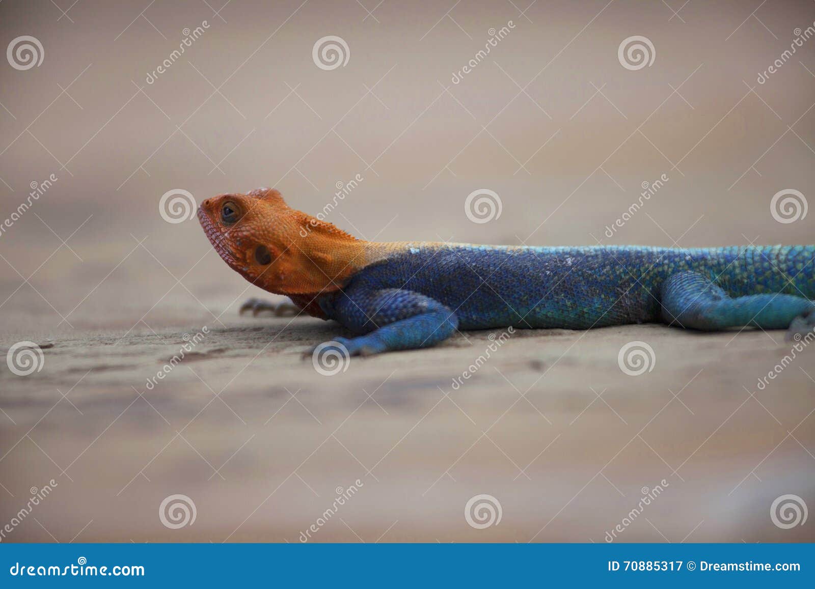 Orange Headed Agama Lizard stock image. Image of wild - 70885317