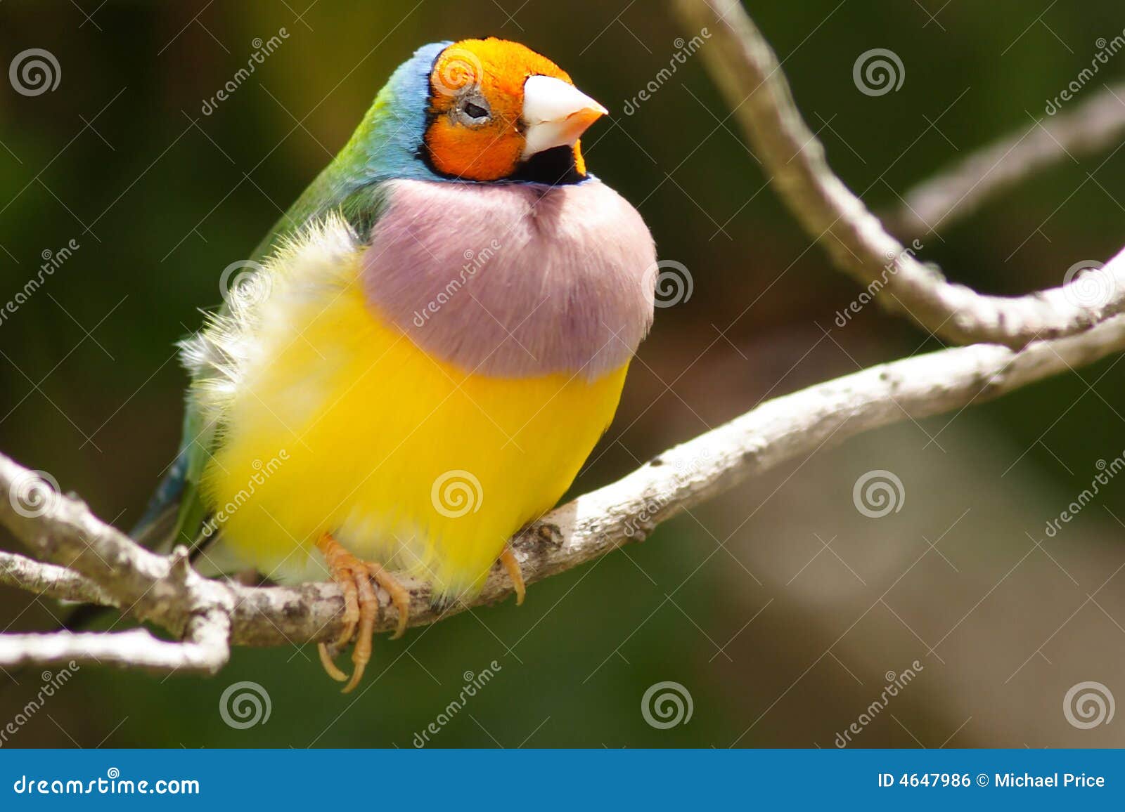Orange Headed Gouldian Finch Stock Photo - Image of finches, finch: 4647986