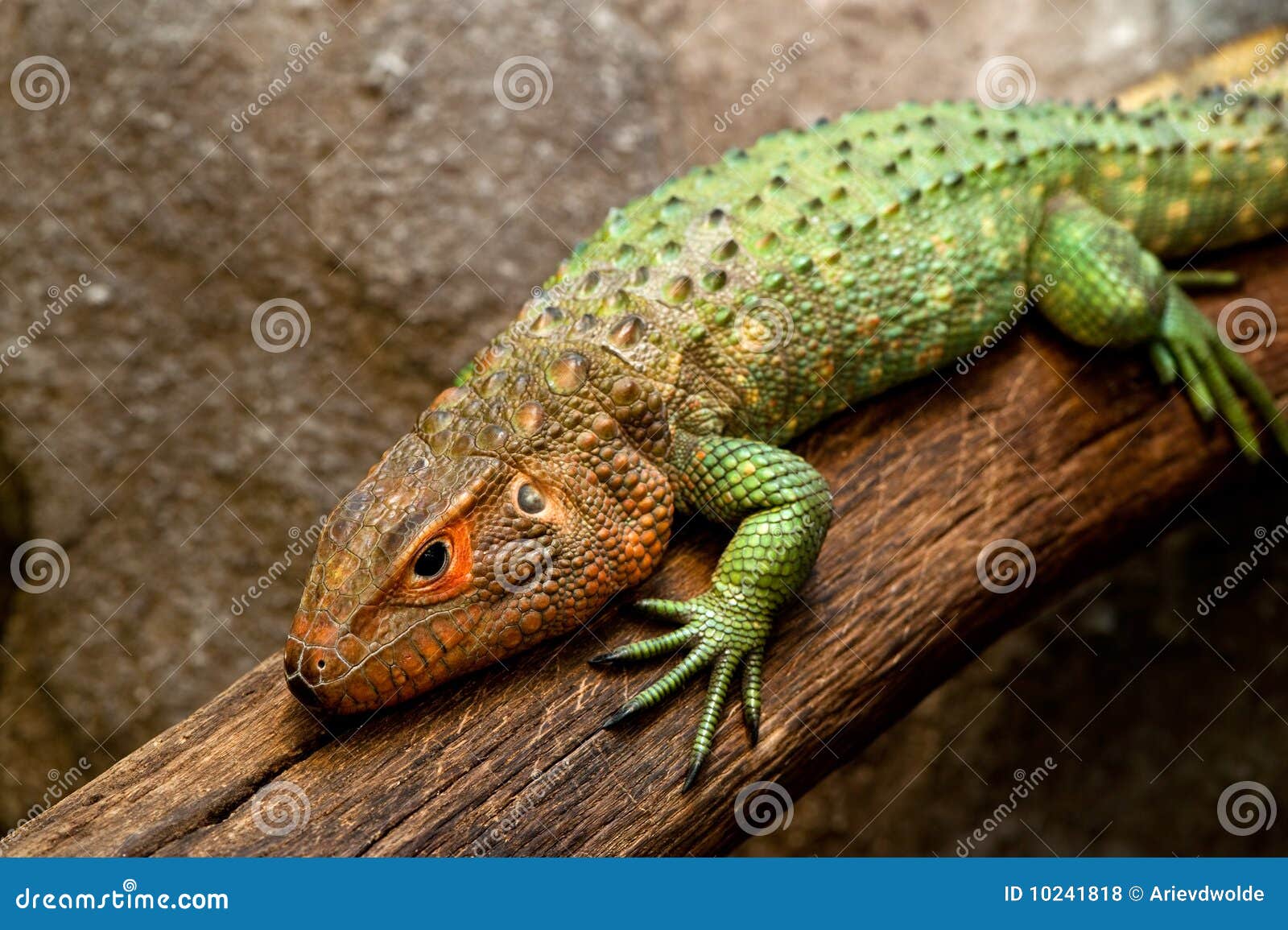 Orange headed lizard stock photo. Image of indian, nature - 10241818