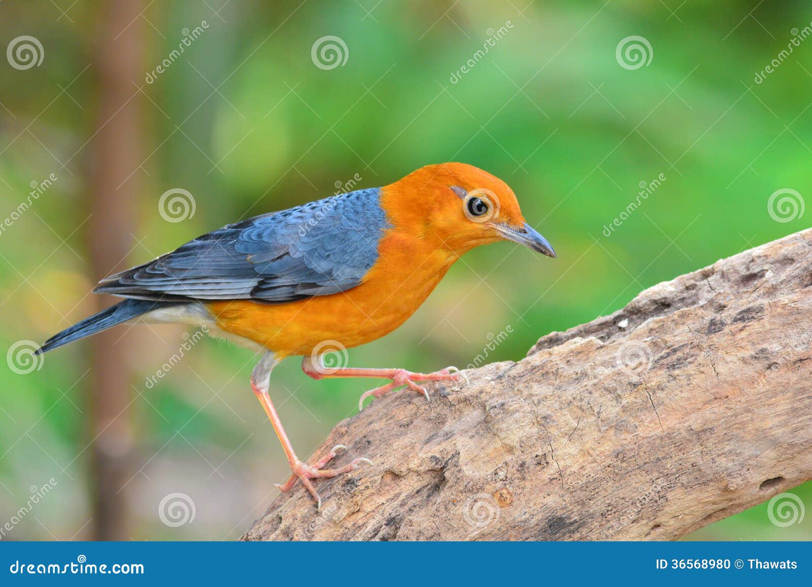 Orange-headed Thrush bird stock photo. Image of bird - 36568980