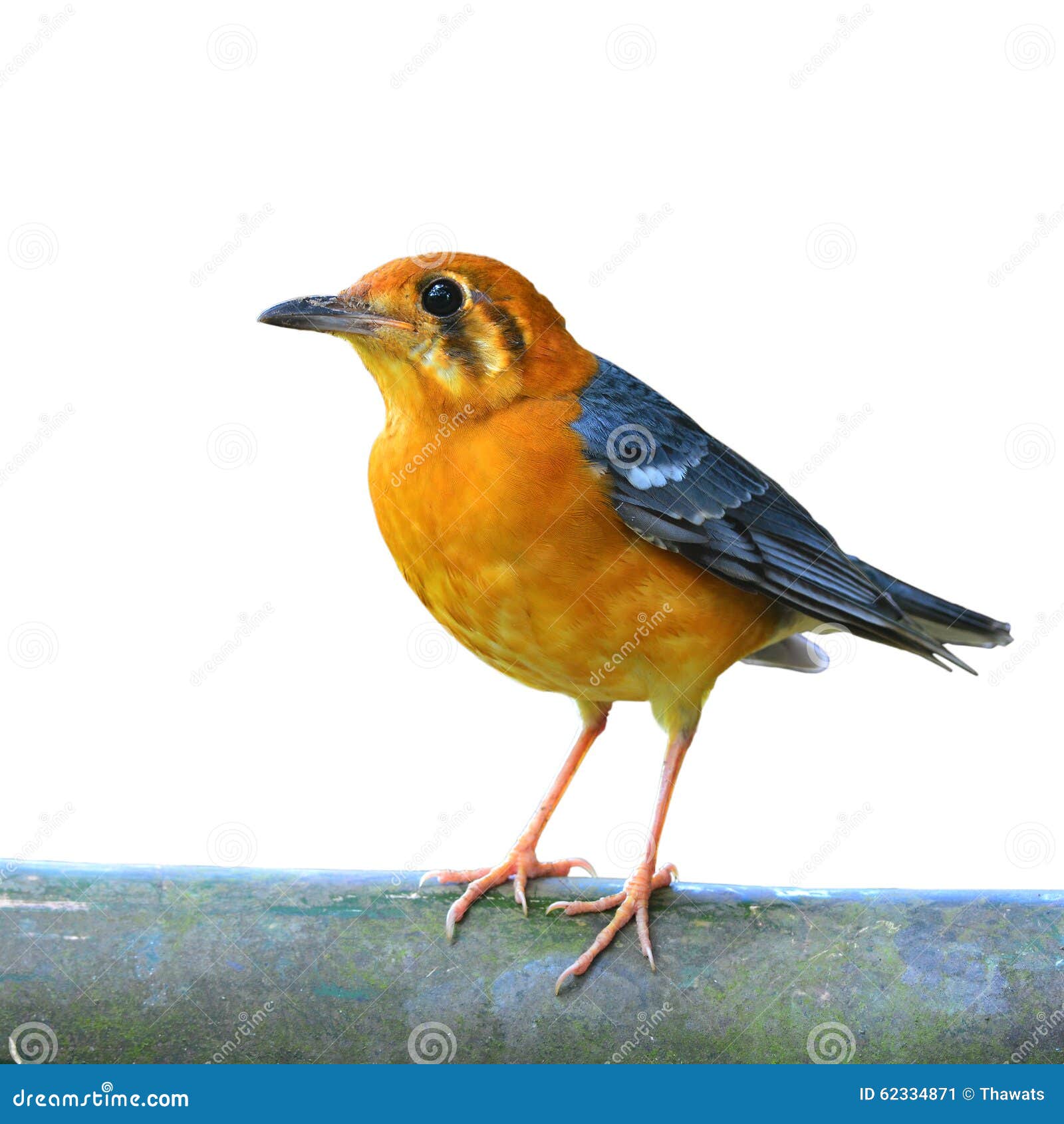 Orange-headed Thrush bird stock image. Image of ornithology - 62334871