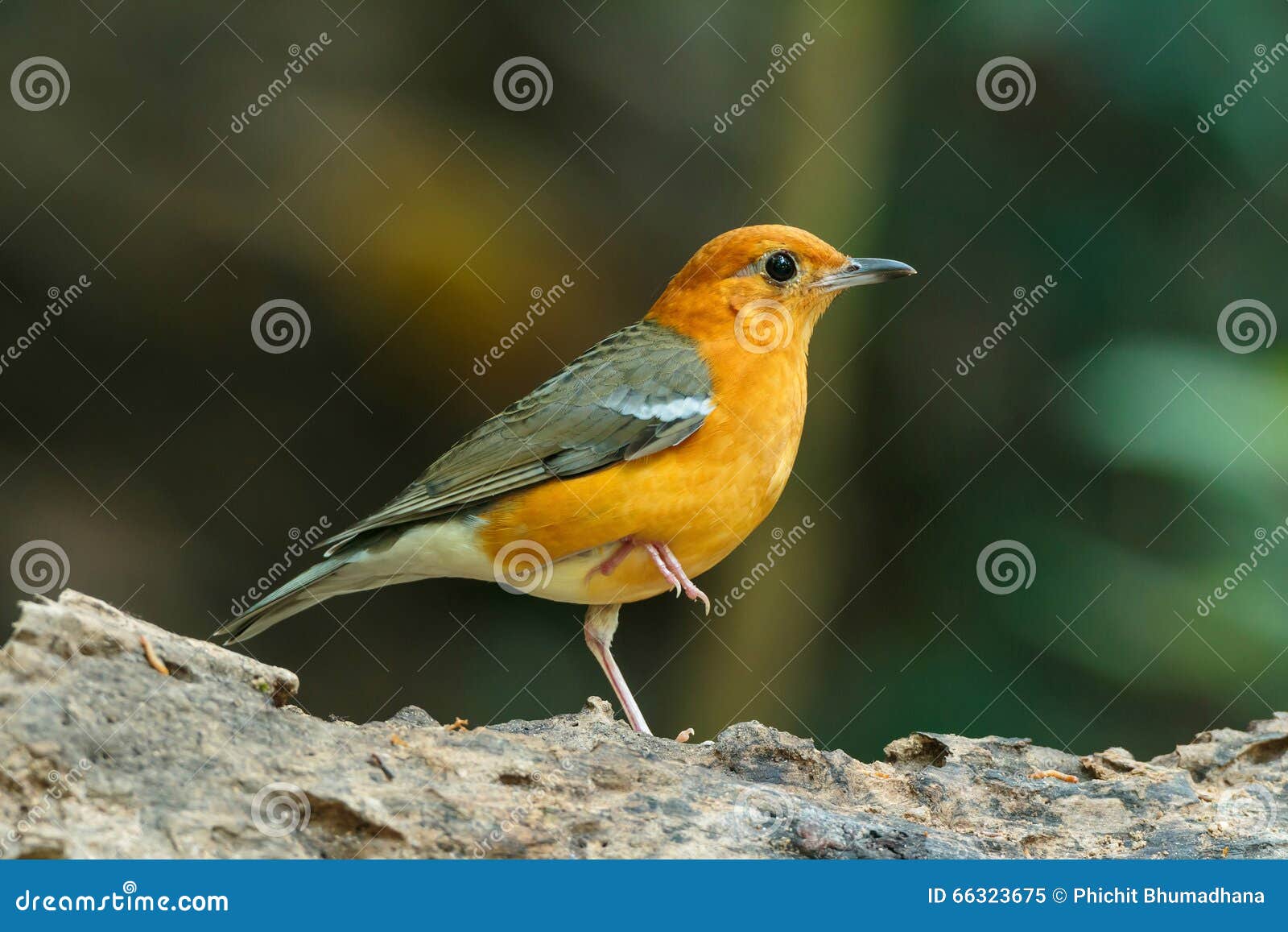 Orange Headed Thrush Bird [Zoothera Citrina] Stock Image - Image of ...