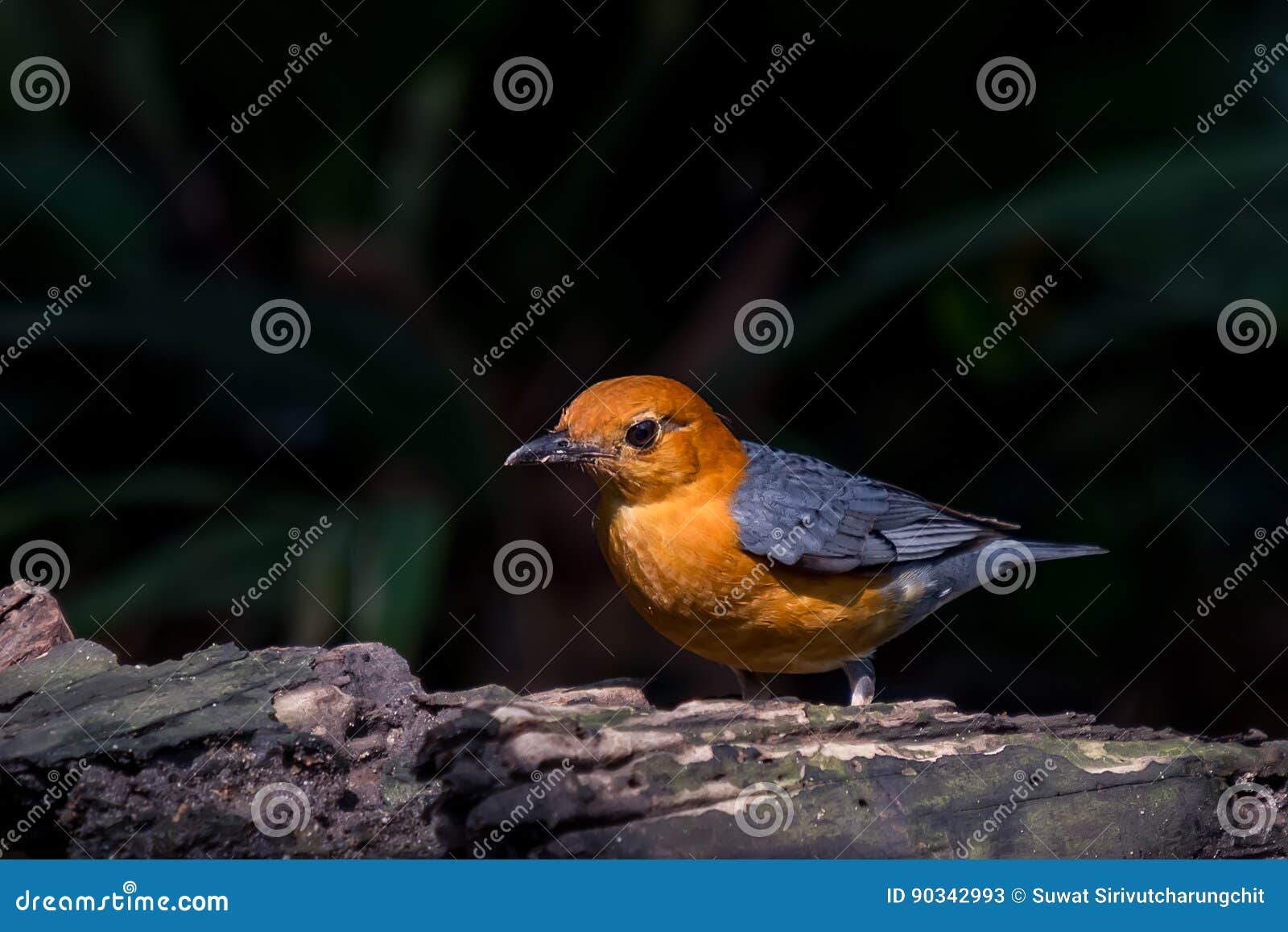 Orange-headed Thrush Geokichla Citrina Bird Stock Image - Image of ...