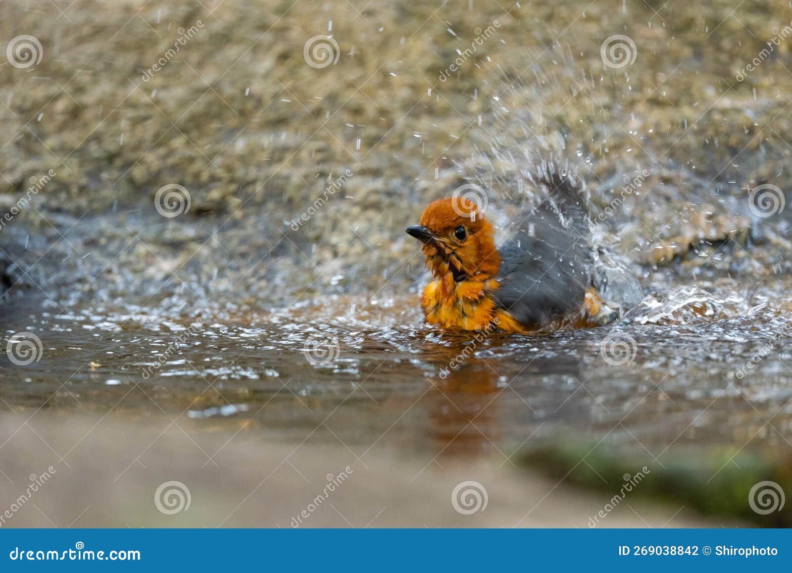 Orange Headed Thrush Stand in the Rain Forest Stock Photo - Image of ...