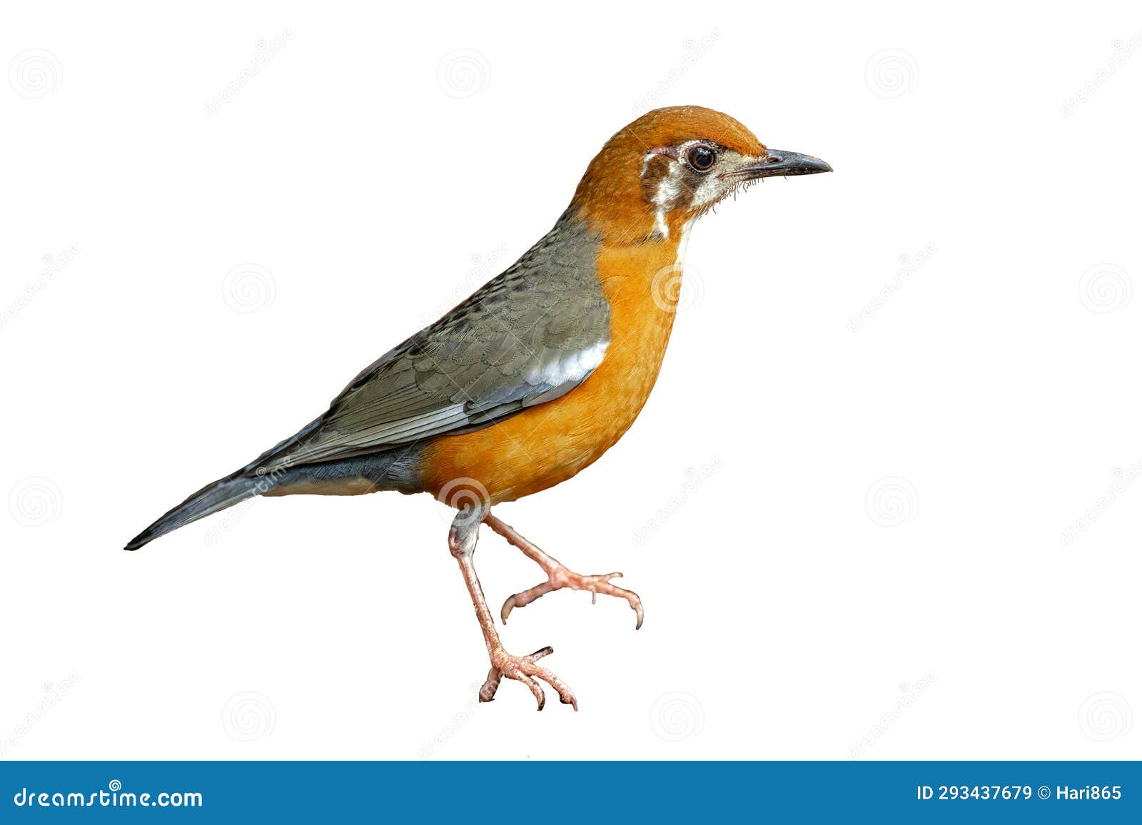 Orange-headed Thrush (white-throated), CUT-OUT, CUT OUT, CUTOUT Stock ...