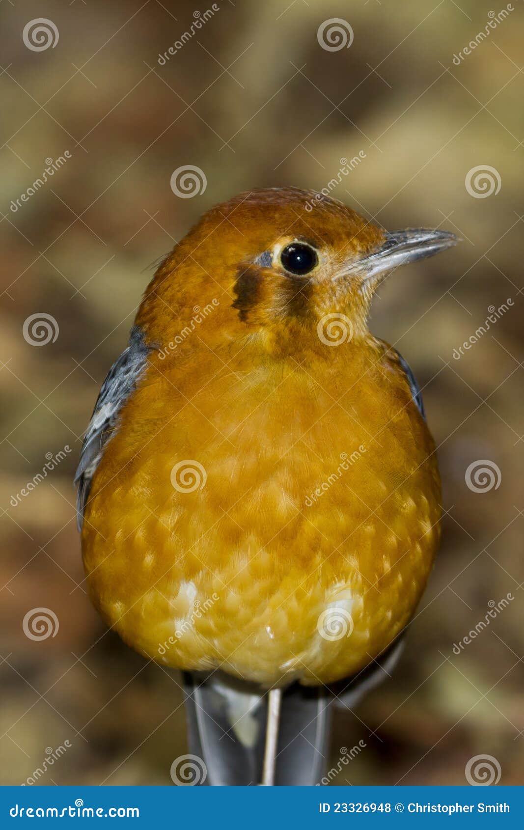Orange Headed Thrush (Zoothera Citrina) Stock Photo - Image of headed ...