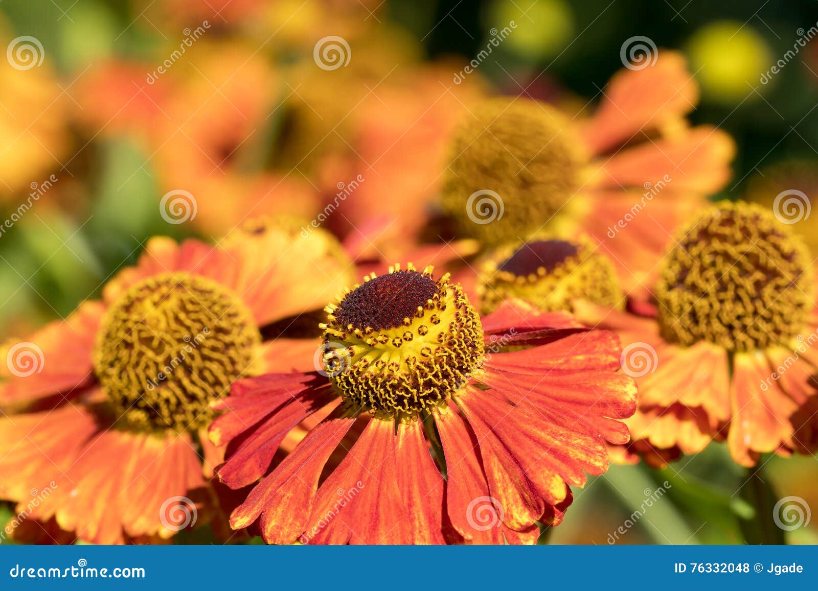 Orange Helenium Autumnale Flowers Stock Photo - Image of close, closeup ...