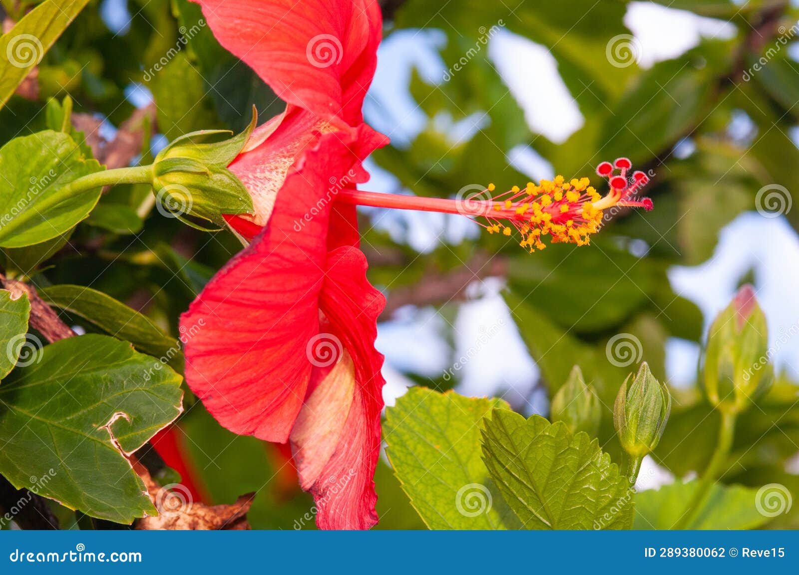 Orange Hibiscus Flower, Stigma, in Central Disc Area Stock Photo ...
