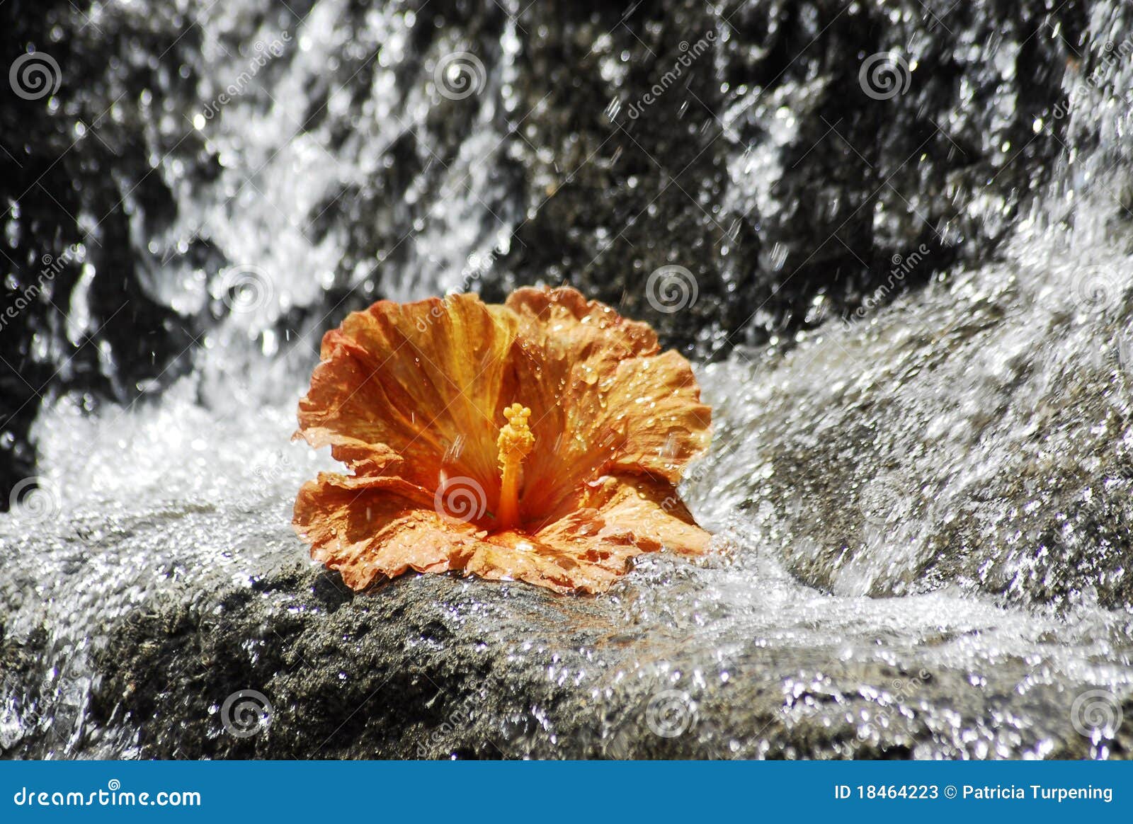 Orange Hibiscus and a Waterfall Stock Image - Image of flowers ...