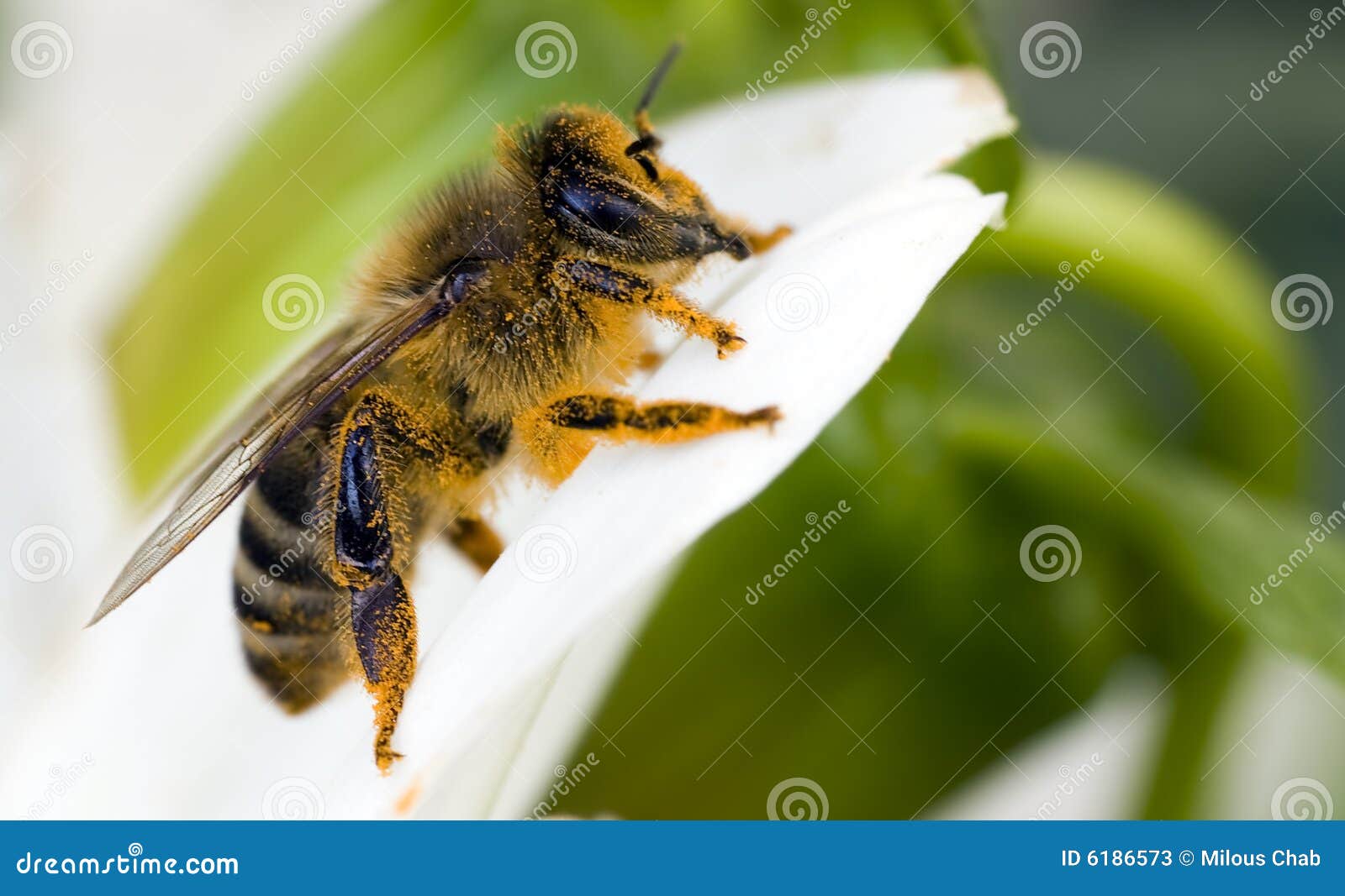 Orange honeybee stock image. Image of harvesting, flower - 6186573