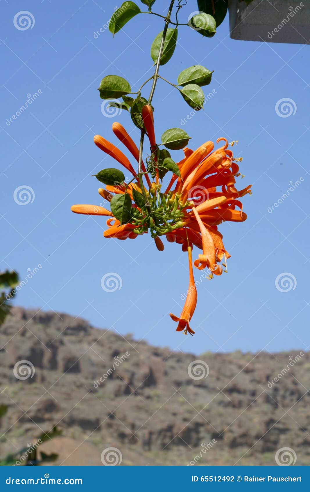 Orange honeysuckle stock photo. Image of suckle, plant - 65512492