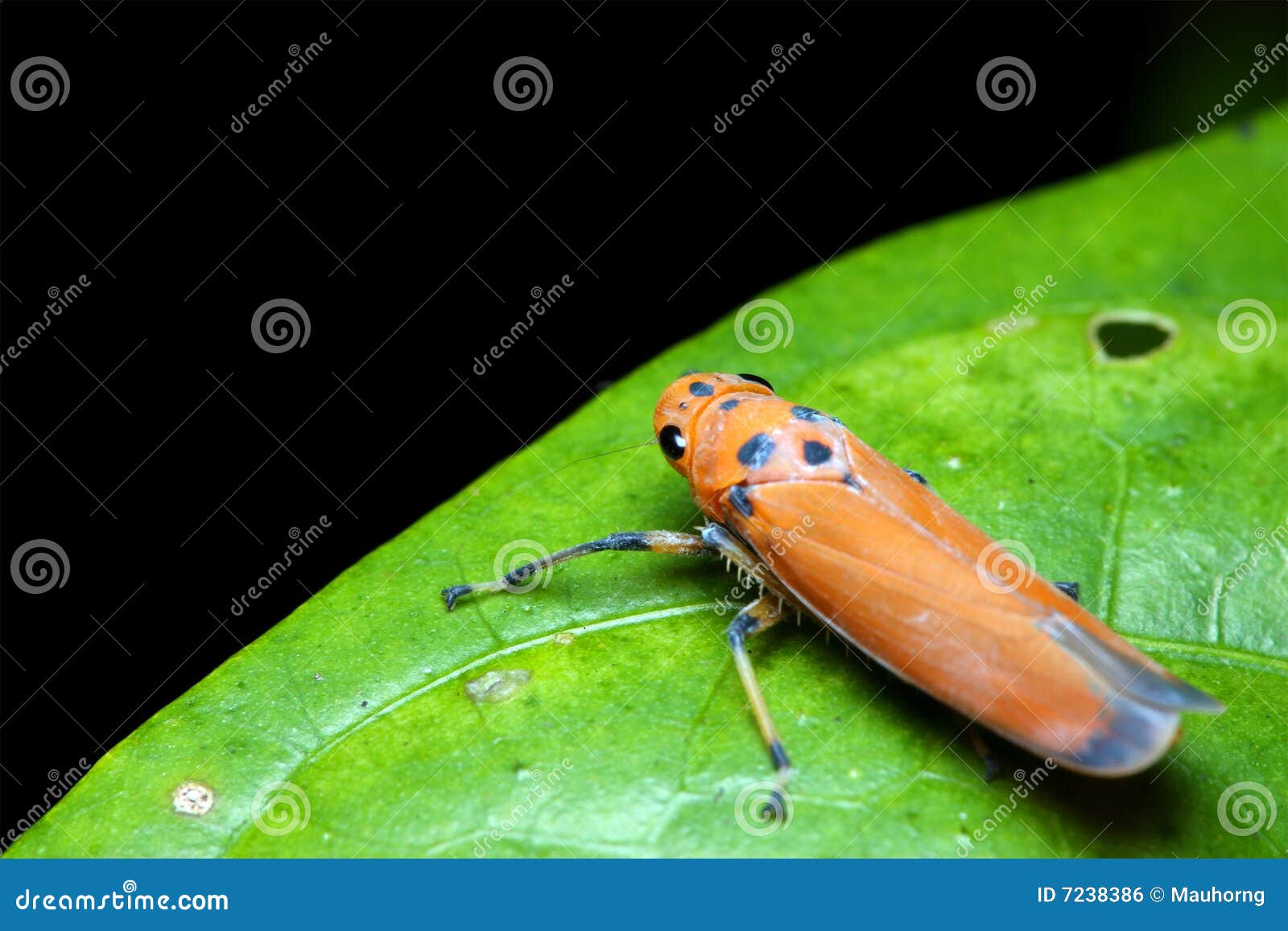 Orange Hopper stock photo. Image of wildlife, fauna, invertebrate - 7238386