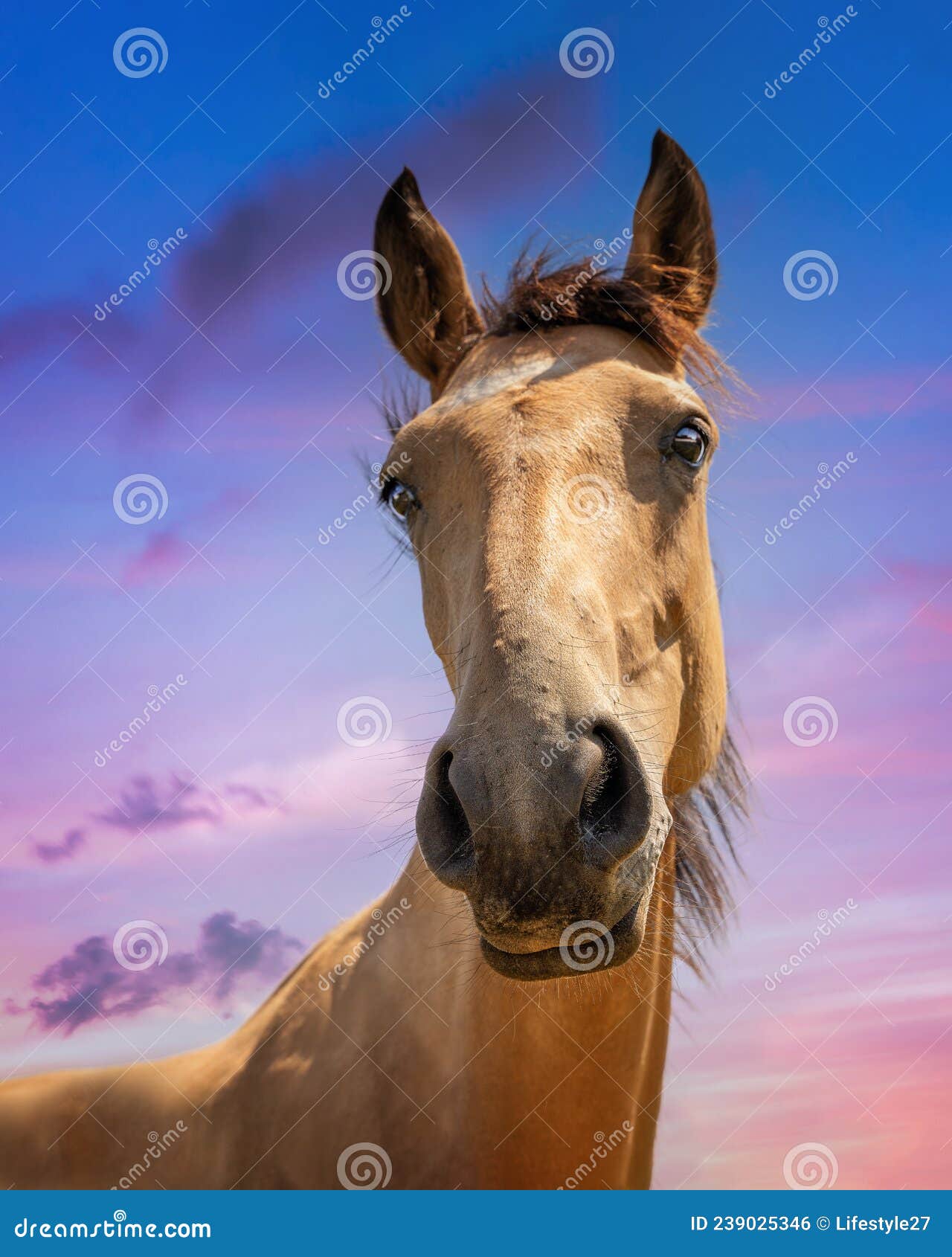 Orange horse on the field stock photo. Image of head - 239025346