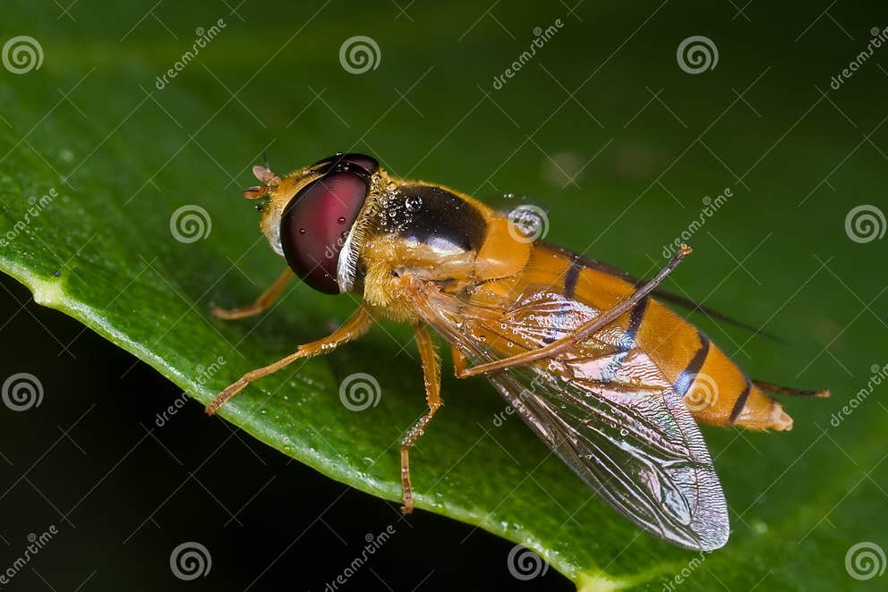An Orange Hover Fly with Dewdrops Stock Photo - Image of flora, fauna ...