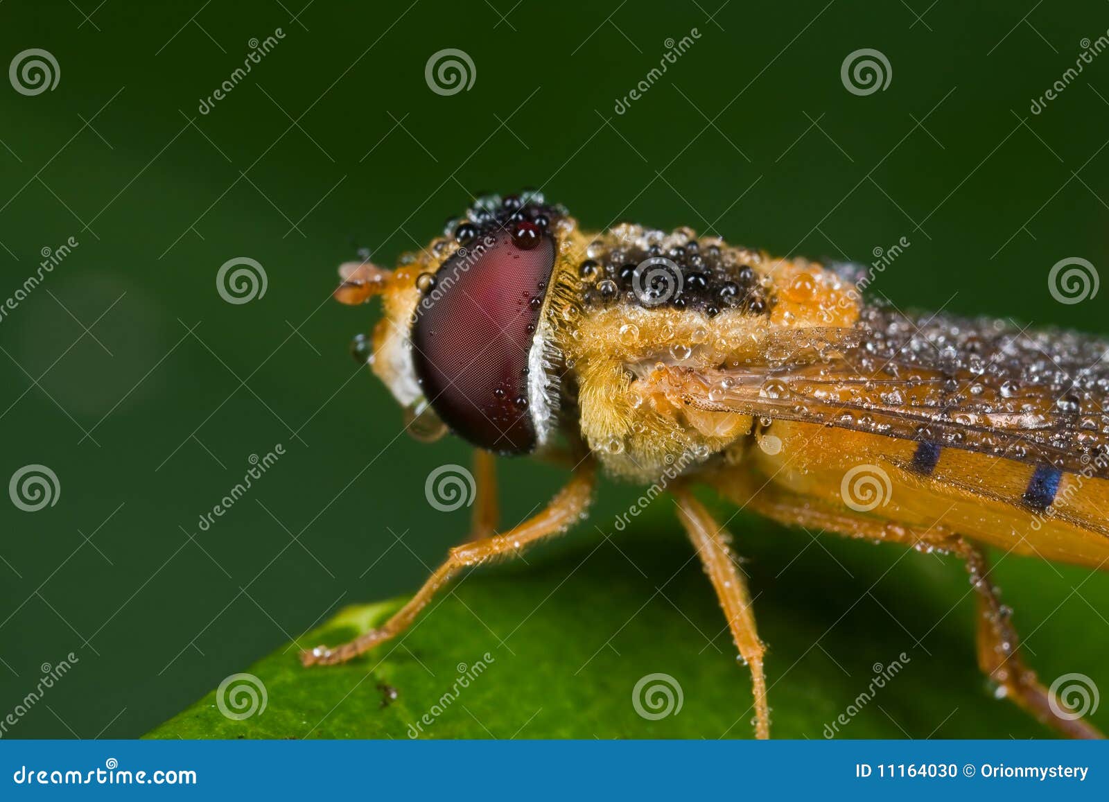 An Orange Hover Fly with Dewdrops Stock Photo - Image of garden, mist ...