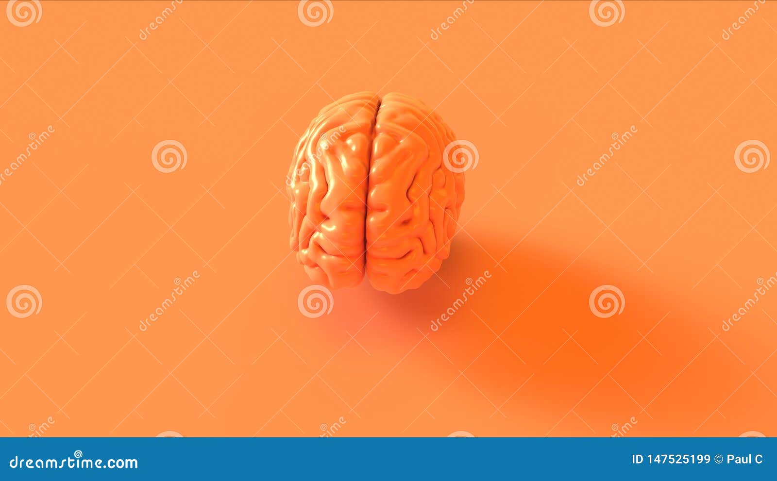 Orange Human Brain Anatomical Model Stock Illustration - Illustration ... Orange Human Brain Anatomical Model Stock Illustration - Illustration ...