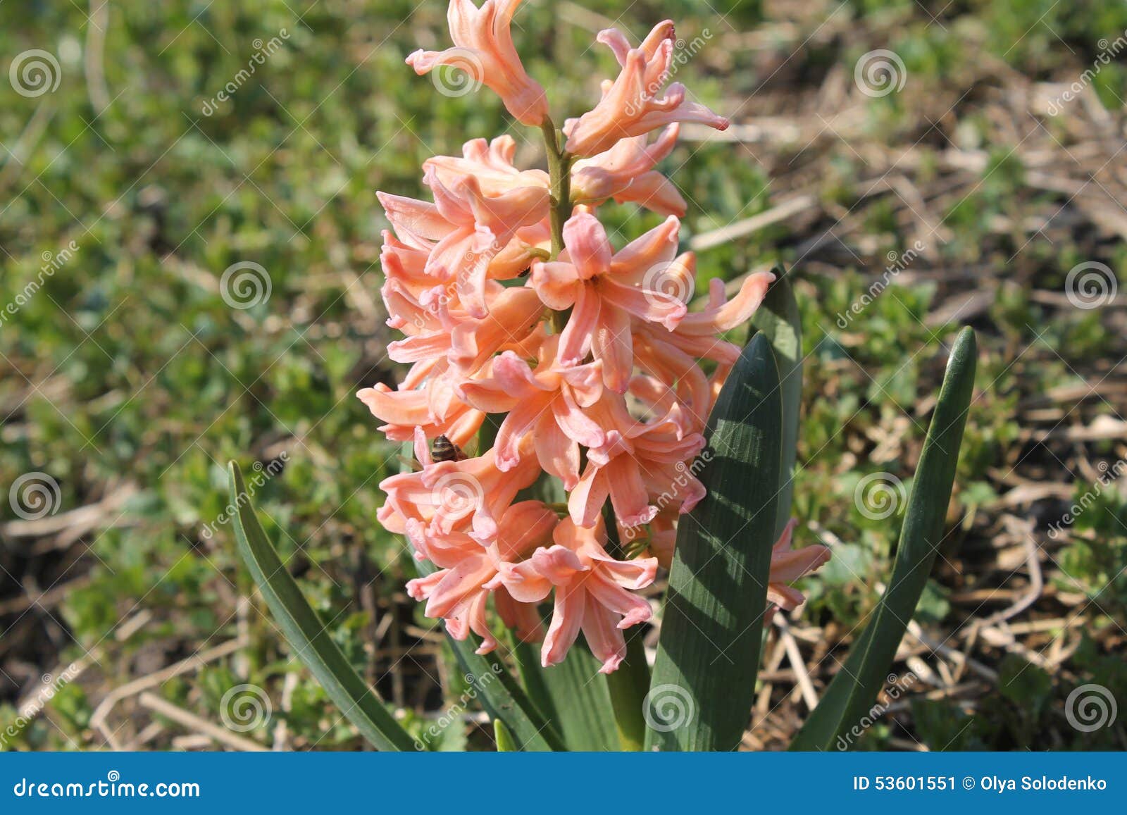 Orange hyacinth stock image. Image of bloom, leaf, garden - 53601551