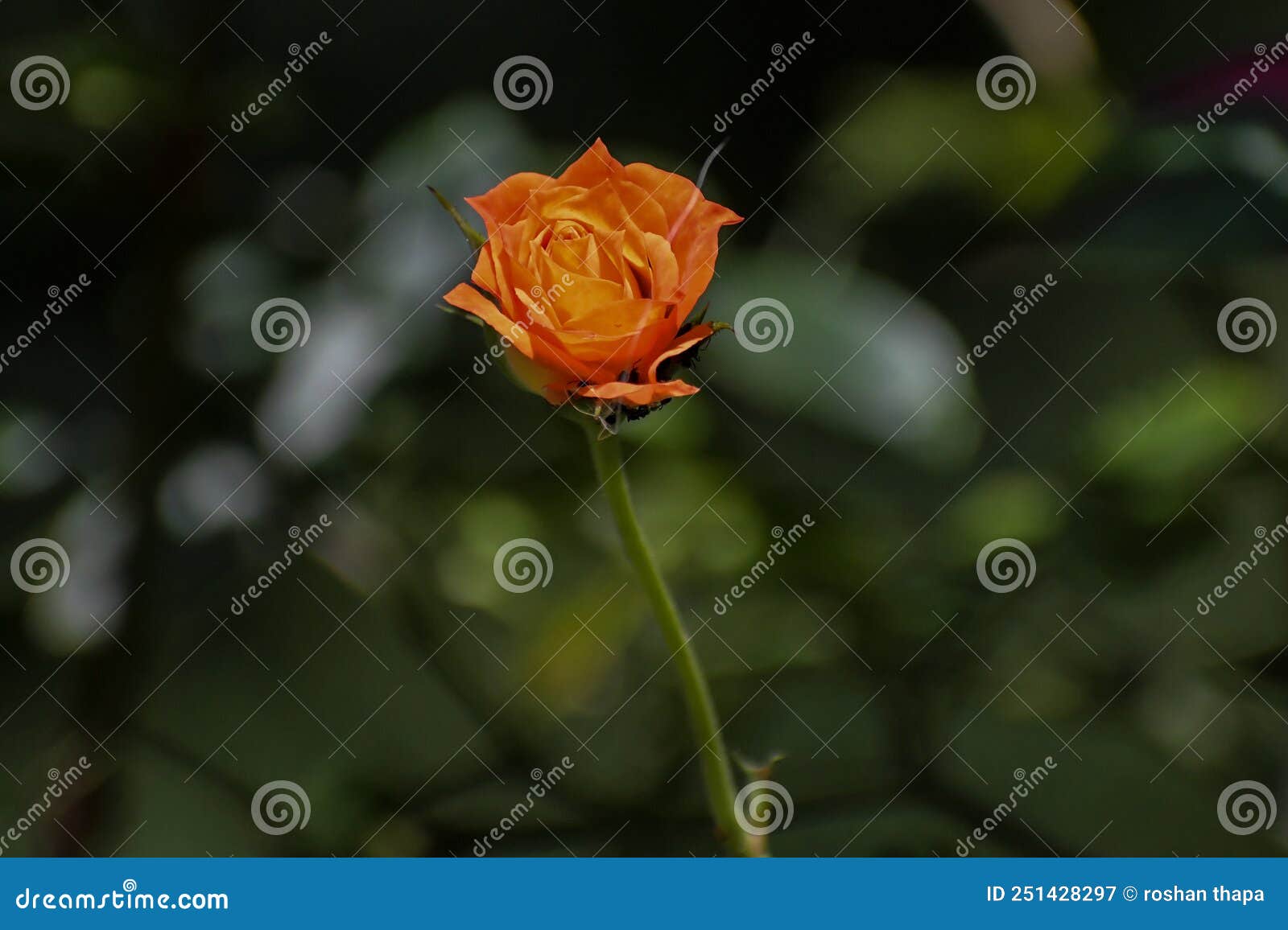 Orange hybrid tea rose stock image. Image of orange - 251428297