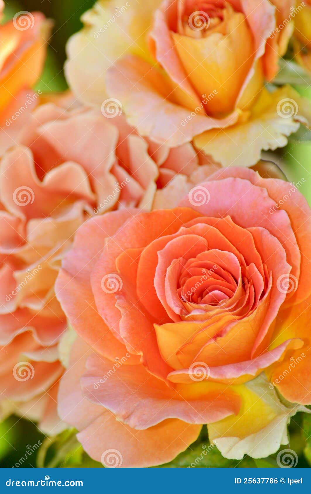 Orange hybrid tea rose stock photo. Image of petals, rose - 25637786