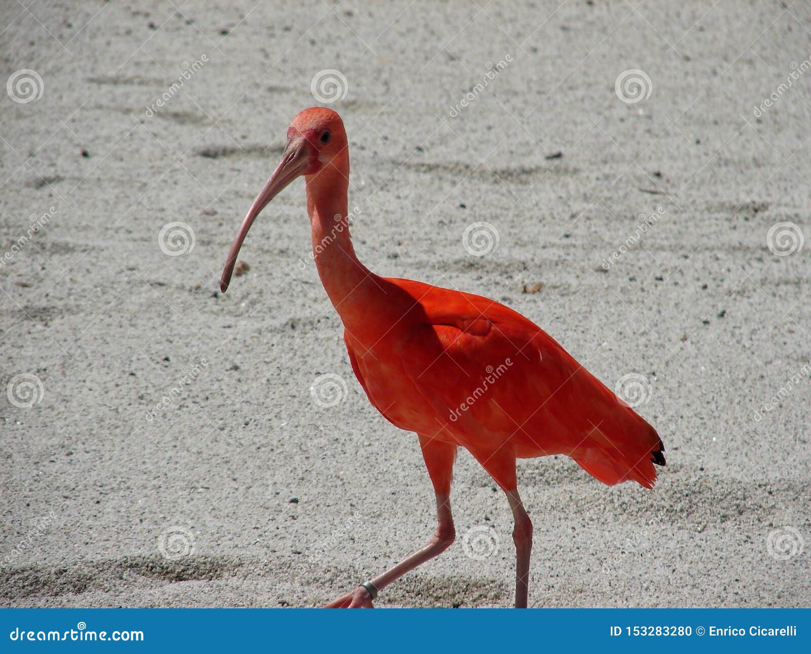 Orange ibis stock photo. Image of park, specimen, orange - 153283280