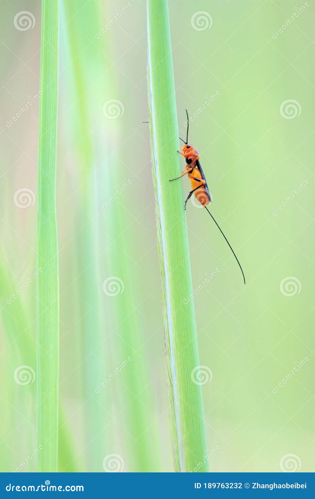 Ichneumon fly stock photo. Image of life, close, ichneumon - 189763232