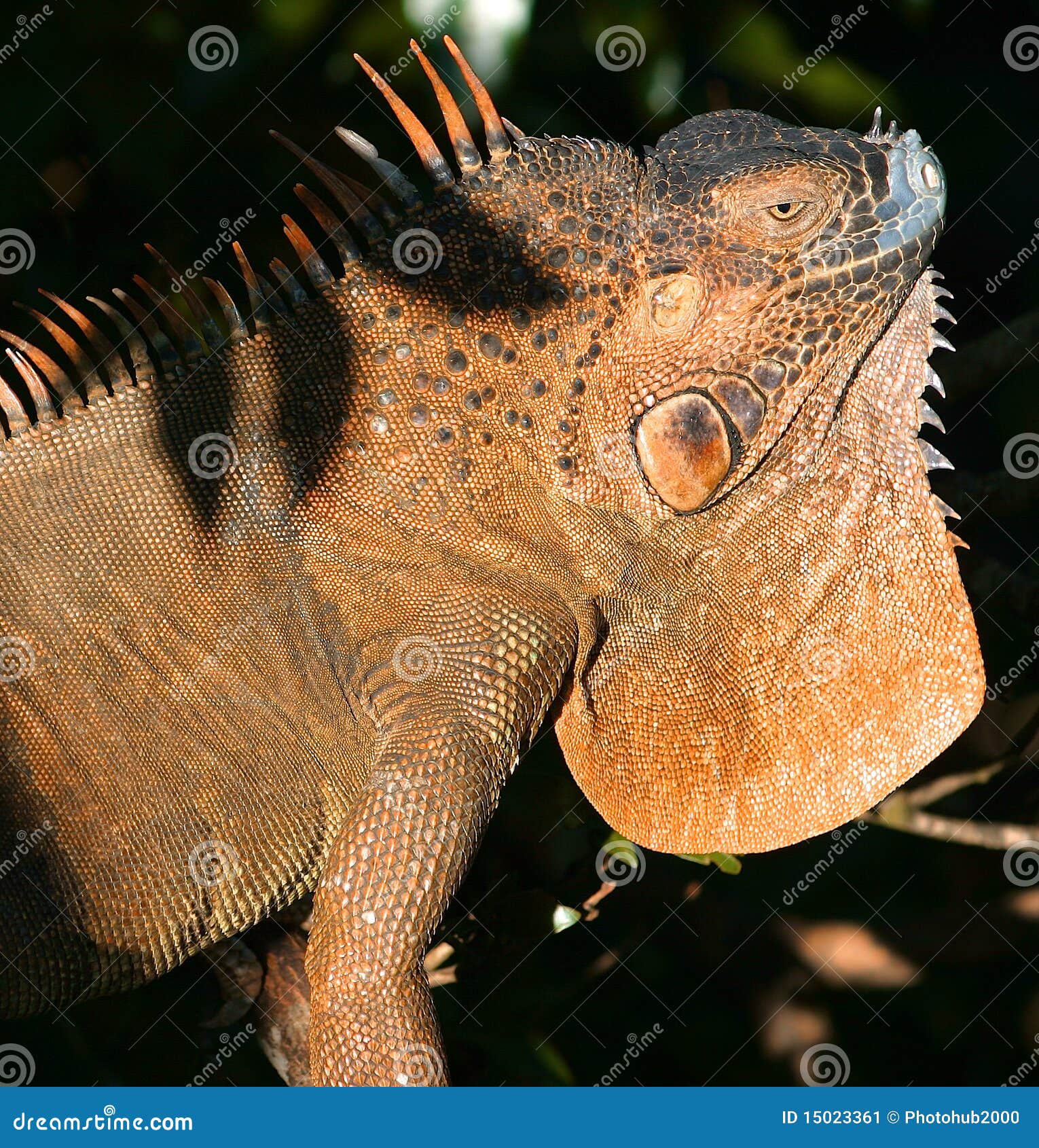 Orange Iguana stock image. Image of rica, lizard, america - 15023361
