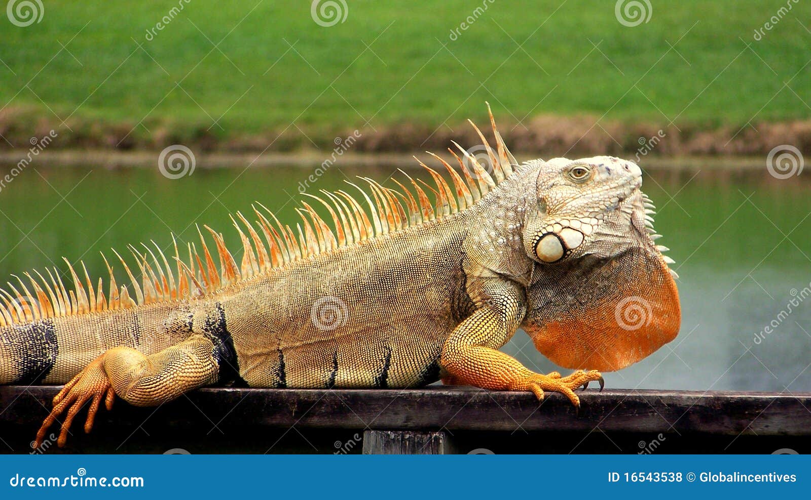 Orange Iguana stock photo. Image of dorsal, crest, spines - 16543538