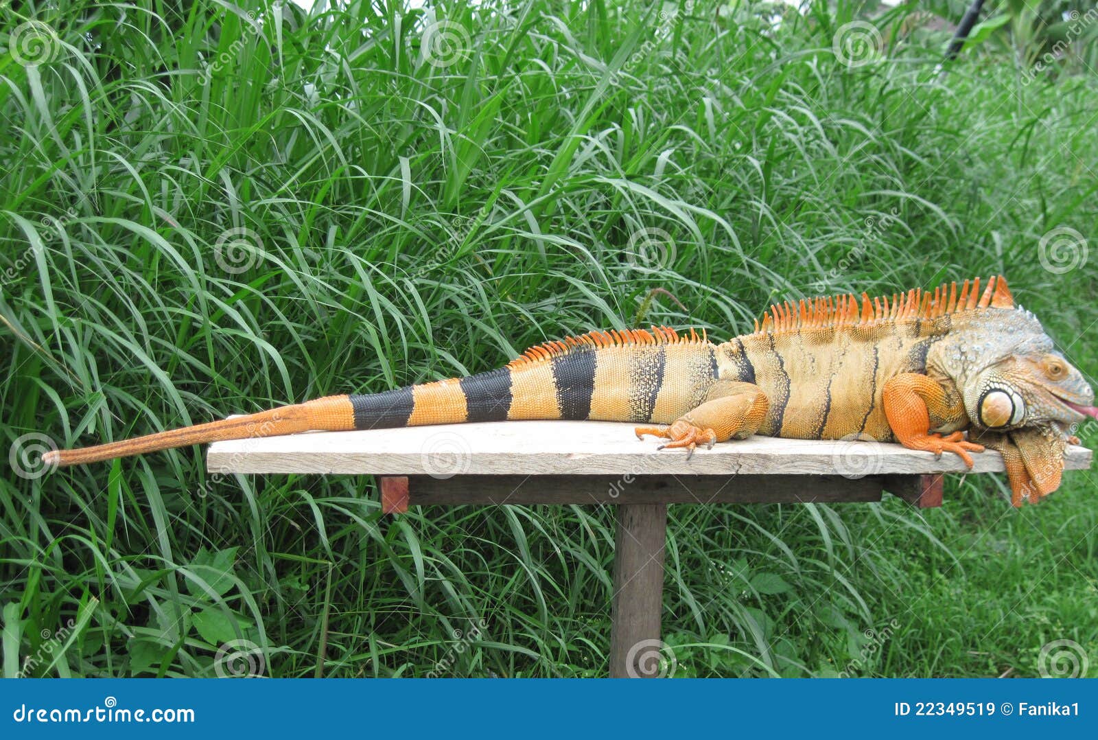 An orange iguana stock image. Image of crest, looking - 22349519