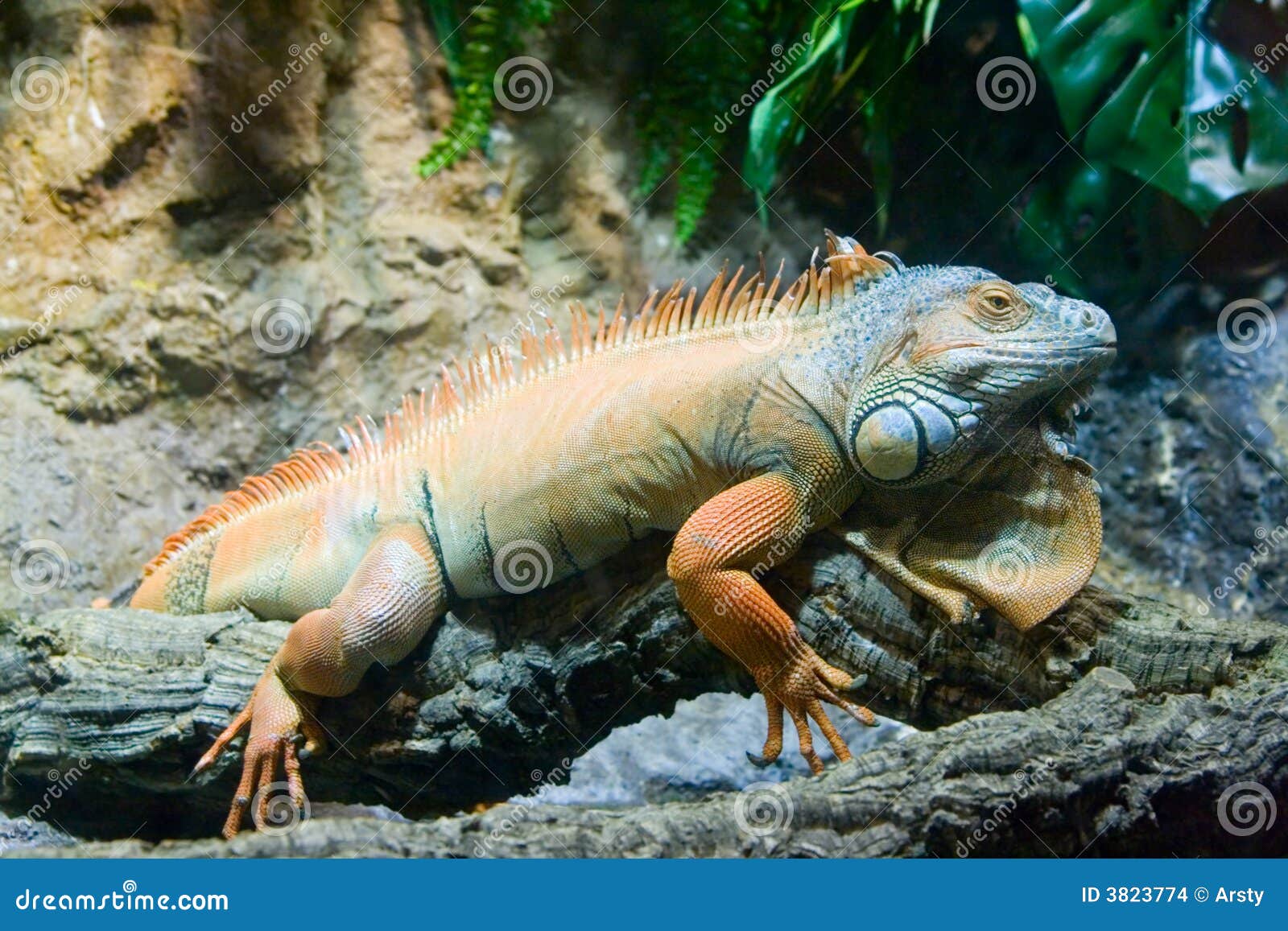 Orange iguana stock photo. Image of orange, hunting, scale - 3823774