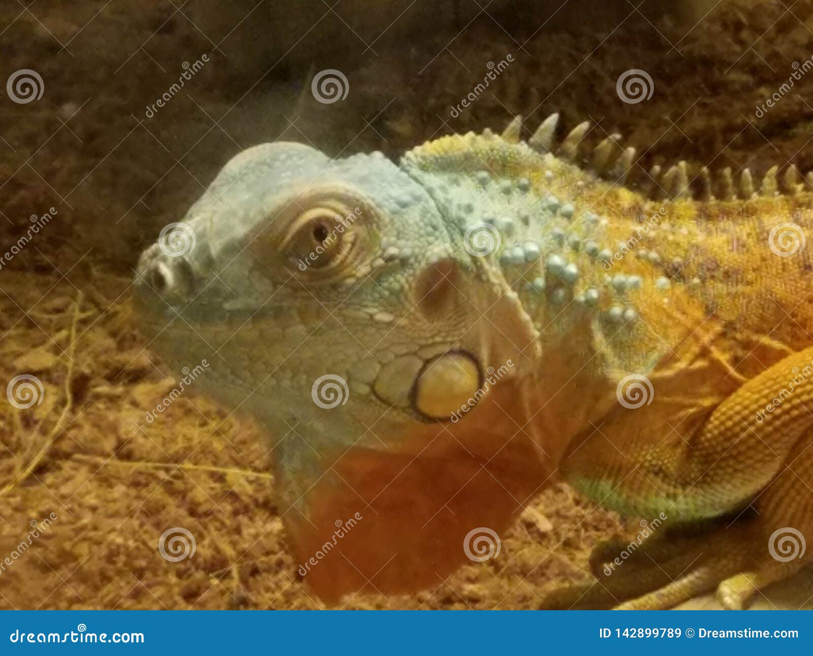 Orange Iguana with Light Blue Head Stock Image - Image of iguana, blue ...