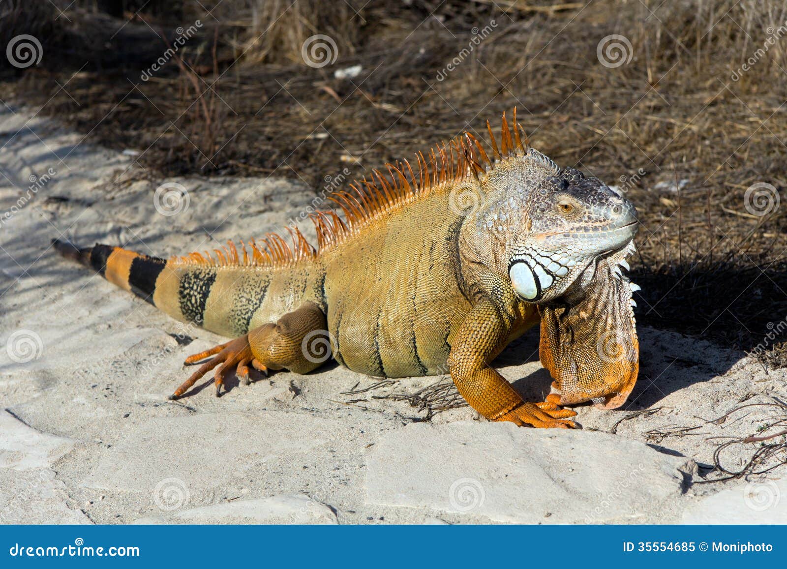 Orange Iguana on the Sand, Island Cyprus Stock Image - Image of claw ...