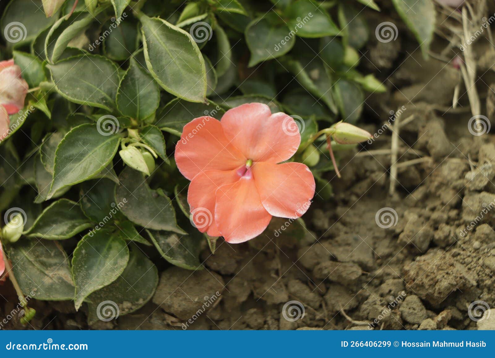 Orange Impatiens Flower in the Backyard Stock Image - Image of flower ...