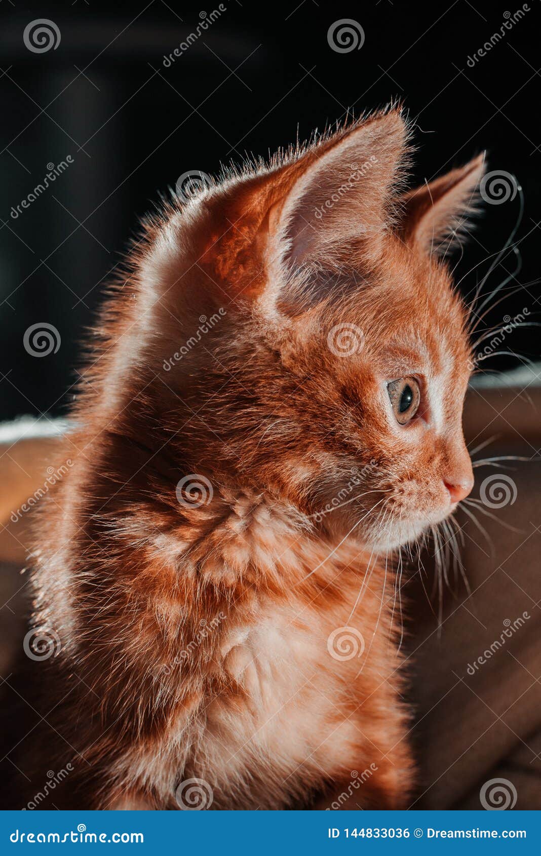 An Orange Indoor Young Cat that is on a Wool Blanket. Stock Photo ...