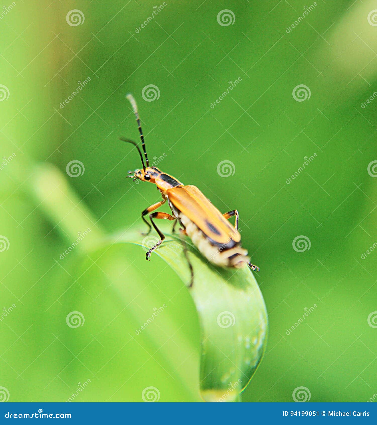 Orange insect stock image. Image of insect, grass, blade - 94199051