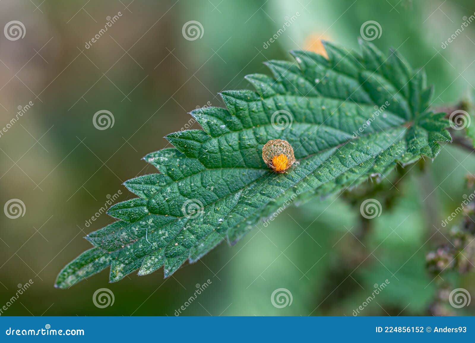 Orange Insect Eggs on a Nettle Leaf Stock Photo - Image of countryside ...