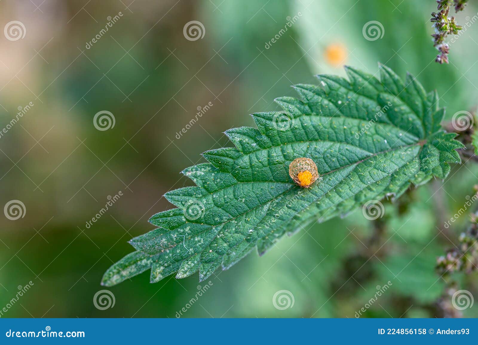 Orange Insect Eggs on a Nettle Leaf Stock Photo - Image of medicine ...
